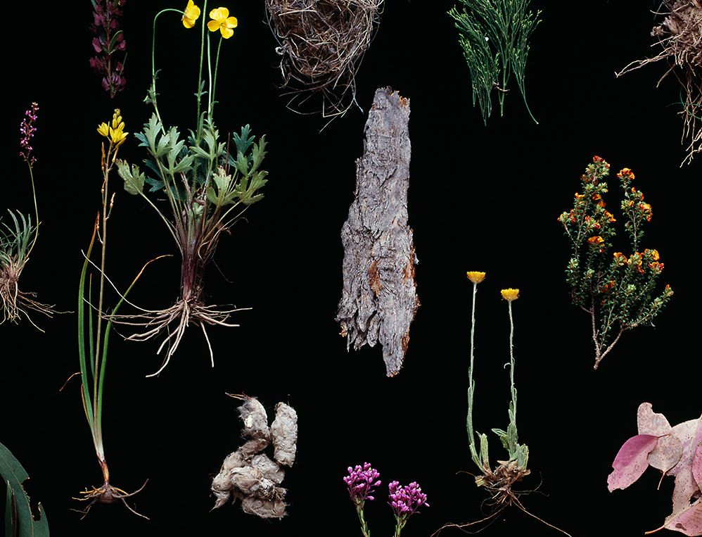 Inhabiting the Woodlands: A panel conversation | Goulburn Regional Art ...