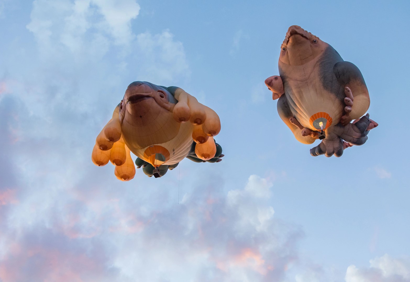 Skywhales Across Australia | Goulburn Regional Art Gallery