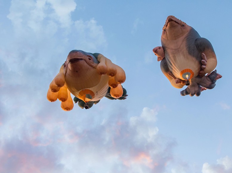 Lynley Dodd: A Retrospective | Goulburn Regional Art Gallery