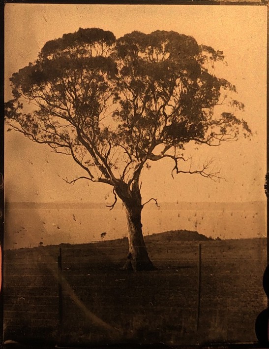 Lynley Dodd: A Retrospective | Goulburn Regional Art Gallery